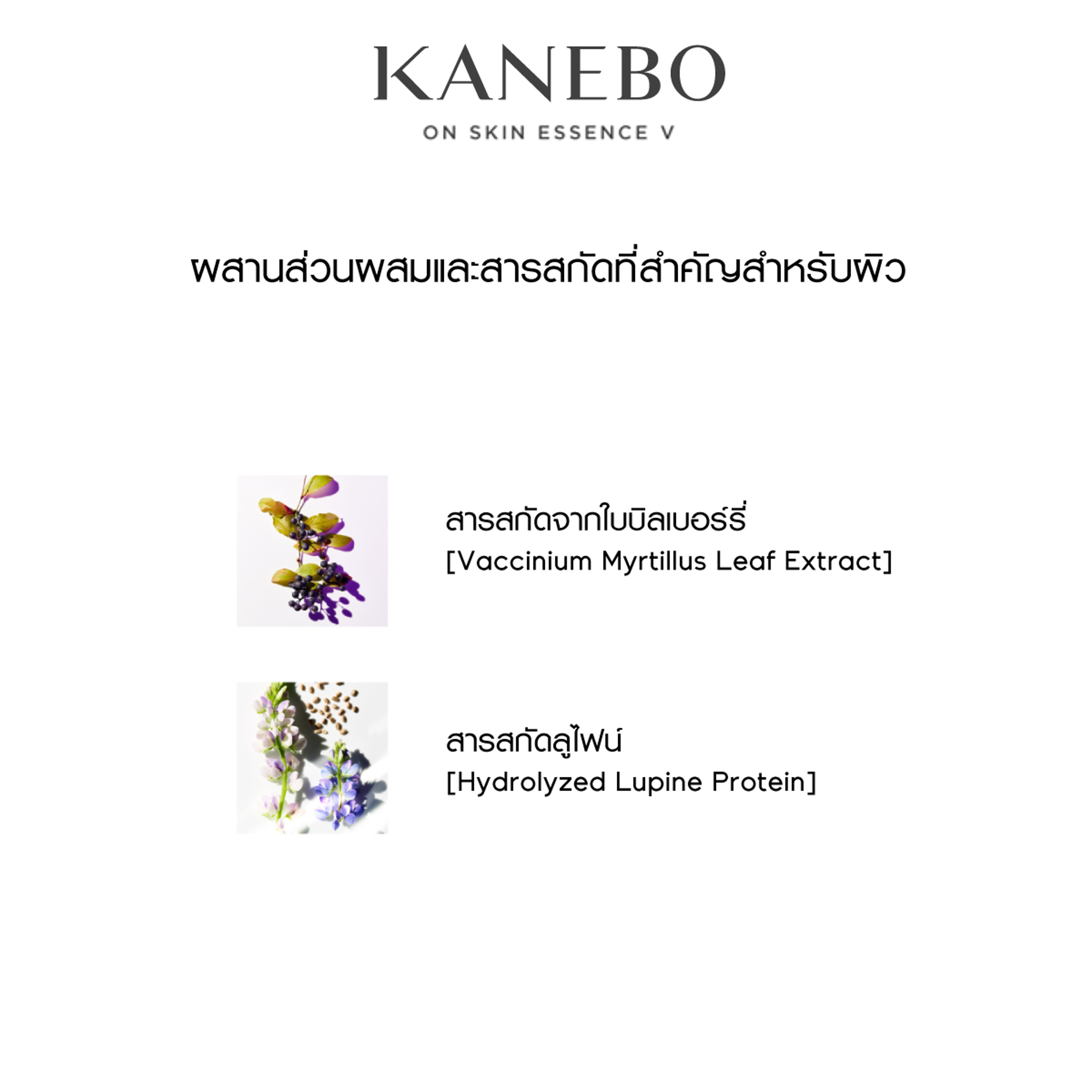 KANEBO ON SKIN ESSENCE V – Kanebo Thailand